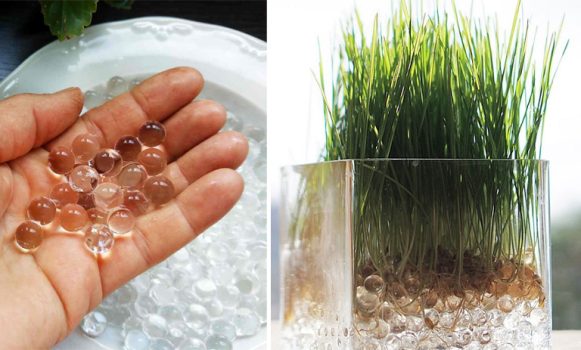 آموزش کاشت سبزه عید در خاک ژله ای+ بهترین زمان کاشت - مجله اکالا